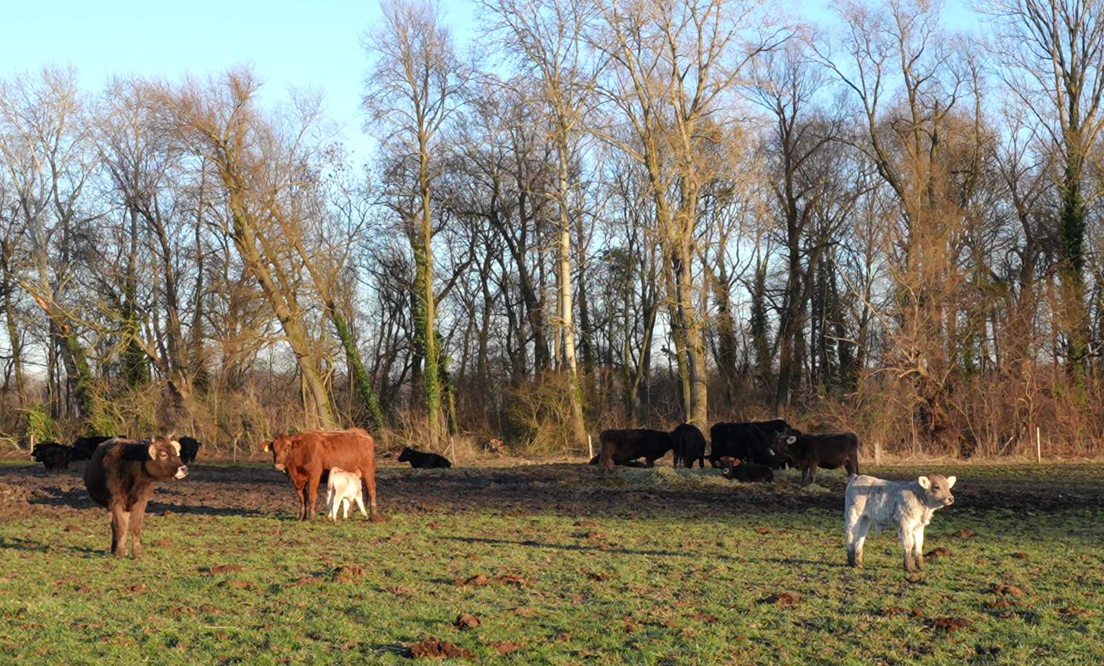 Java 22 Previews Statements Before super(...) and this(...) - Inside Java Newscast #62 // nipafx